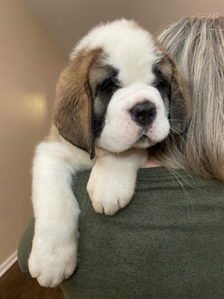 Home - Saint Bernards